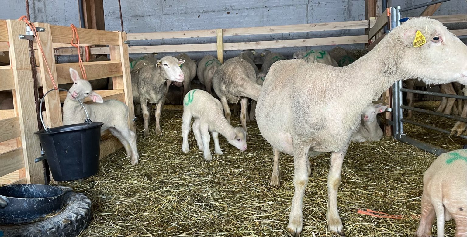 La saison de l’agnelage ! - Radio Oxygène