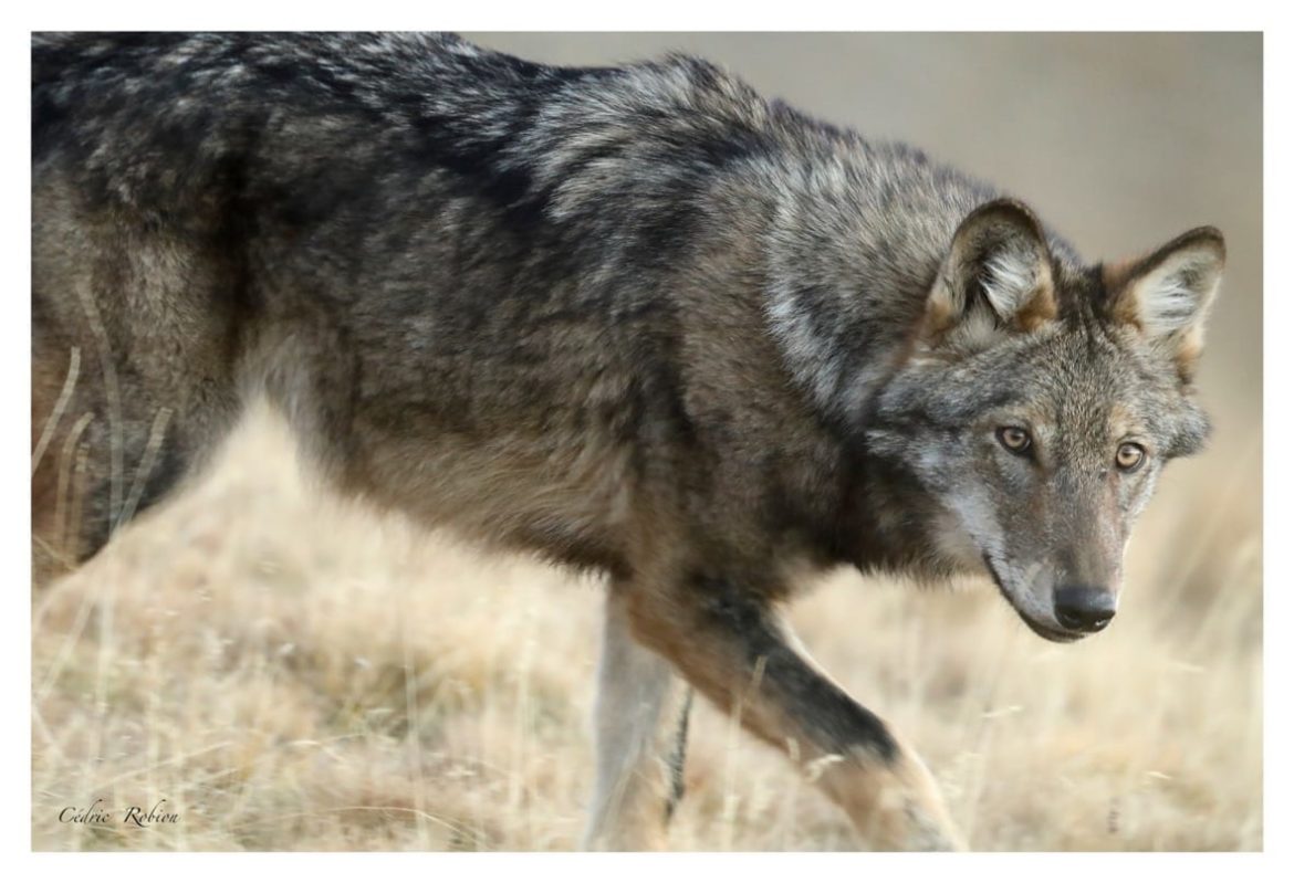 La photographie animalière, une passion pour Cedric Robion